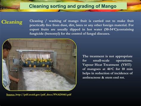 Cleaning Sorting And Grading Of Mango 1 Ppt