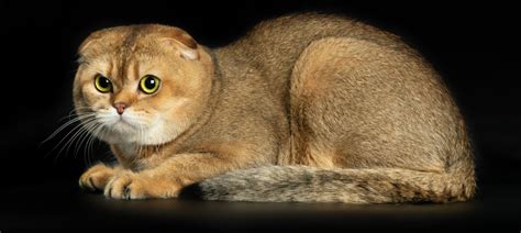Kittens For Sale Sunninghill At Karen Evans Blog