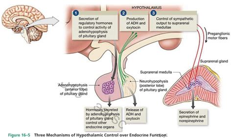 Physiology Lecture 6 Endocrine System Flashcards Quizlet