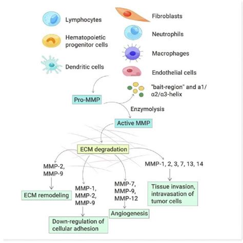 科研助攻｜全面了解肿瘤标志物—基质金属蛋白酶家族 Mmps Medchemexpress Mce 生物 医药 天然产物