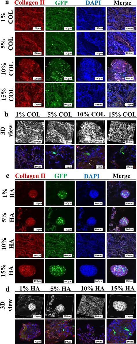 screening ingredients at different ha col β tcp concentrations for