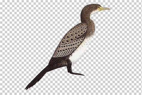 깃털 새 따오기 가마우지 부리 방수 바지 물새 Png Klipartz