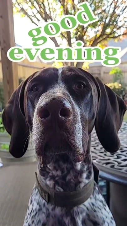 Good Evening German Shorthaired Pointer Gsp 🤔🐤🐶new Shorts