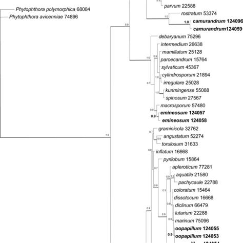 Pdf Taxonomy Dna Barcoding And Phylogeny Of Three New Species Of Pythium From Canada