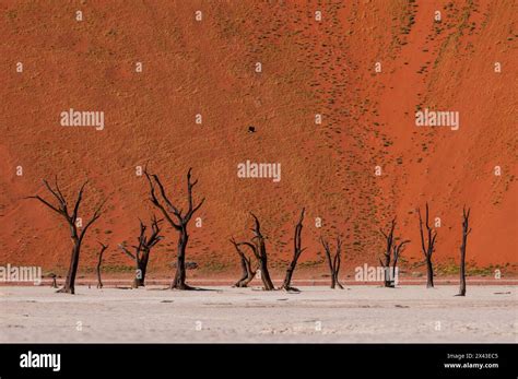 Camel Thorn Trees Against Red Sand Dunes In The Sossusvlei Namib Naukluft Park Namib Desert
