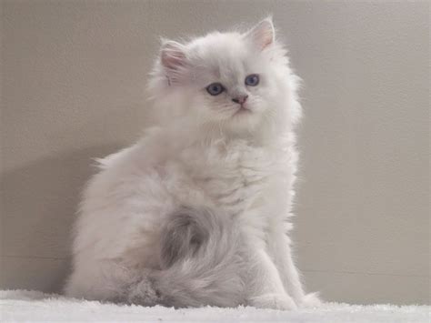 Blh Kitten Sucht Ab Januar 2024 Ein Liebevolles Zuhause In Storkow