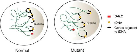 Cohesin May Contribute To Subcellular Localization Of Dna Sequences