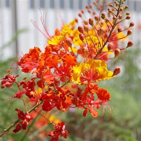 10 Red Mexican Bird Of Paradise Seeds Caesalpinia Australia Ubuy