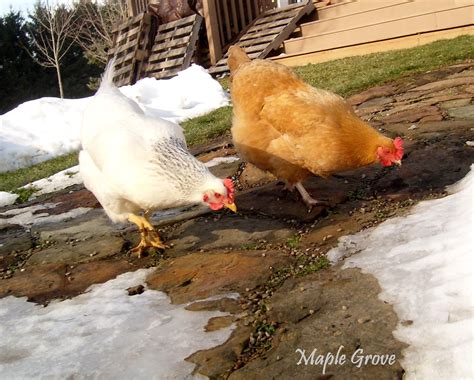 Maple Grove Why Chickens Eat Grit