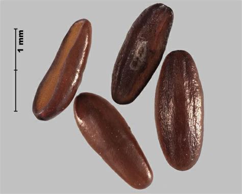 Weed Seed Plantago Lanceolata Ribgrass Inspectioncanadaca