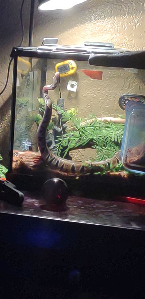 Ball Python Trying To Escape During Day Rballpython
