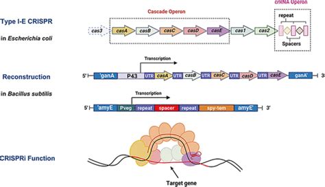 Development Of A Type I E Crispr Based Programmable Repression System For Fine Tuning Metabolic