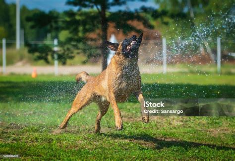 스프링클러에서 물을 가지고 노는 벨기에 셰퍼드 말리노이의 초상화 개에 대한 스톡 사진 및 기타 이미지 개 인물 사진 0명 Istock