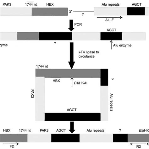 Schematic Figure Of Improved Inverse Nested Pcr Assay To Detect The