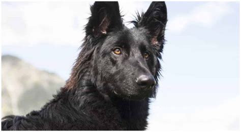 All Black German Shepherd Why They Are Special