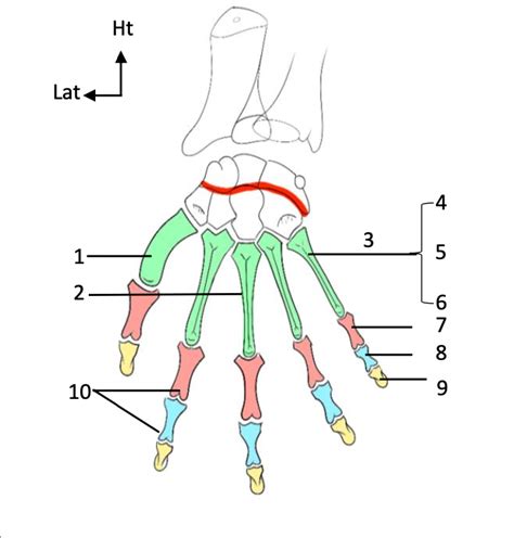 Diagramme De Morphologie Pouce And Index Quizlet
