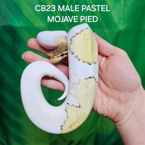 Royal Pythons Lincoln Reptiles