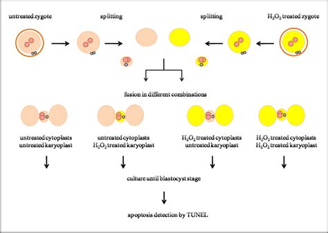 Model For Investigation Of Individual Contribution Of Oocyte Nucleus Download Scientific