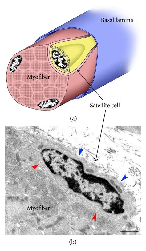 Schematic Representation Of The Location Of The Satellite Cell Yellow