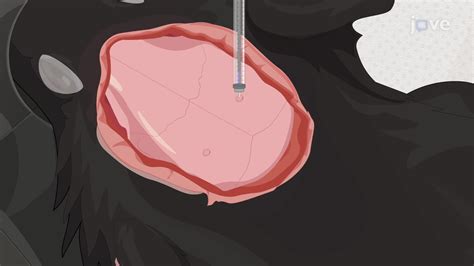 Video الحقن الفيروسي التجسيمي لتحرير الجينات العصبية المستهدفة في دماغ الفأر Concept