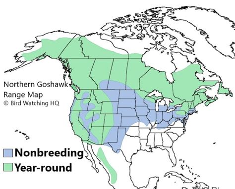 9 Types Of Hawks That Live In Maine 2025 Bird Watching Hq