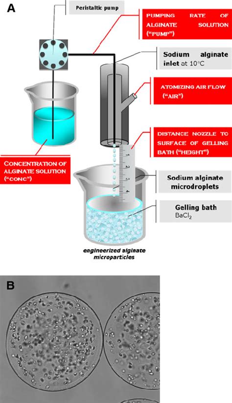 Schematic Representation Of The Encapsulation Procedure Based On Gas