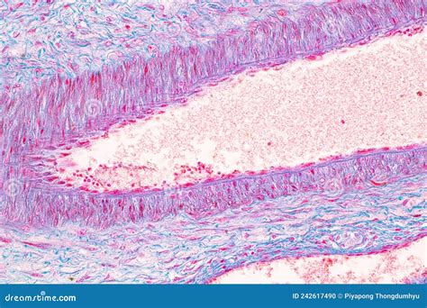 Ovary Testis And Sperm Human Cells Under Microscope Stock Image 242617531