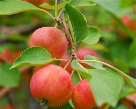 沙果成熟的时间及特点（探讨沙果生长周期与成熟阶段） 花植网