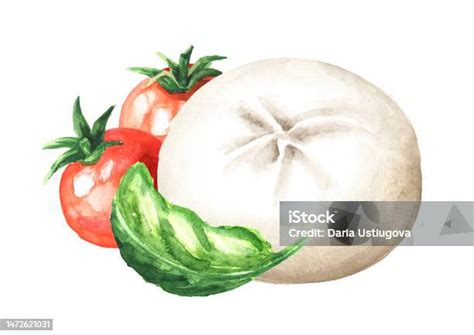 토마토와 바질을 곁들인 부라 타 부드러운 치즈 흰색 배경에 격리된 손으로 그린 수채화 그림 0명에 대한 스톡 벡터 아트 및 기타
