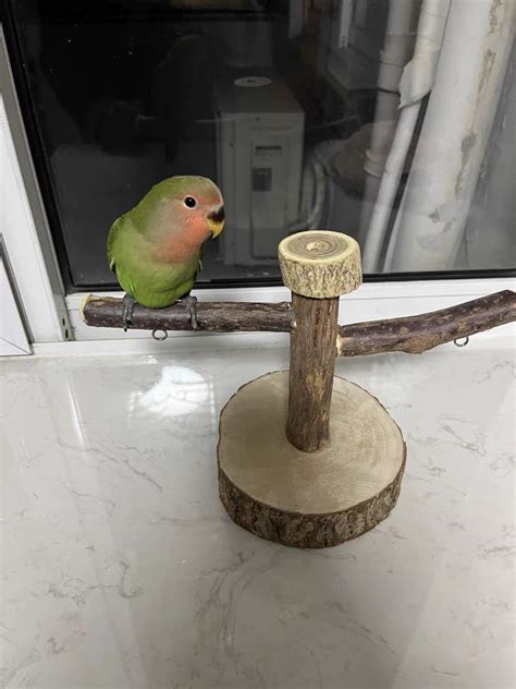 鸚鵡站臺 鸚鵡遊戲臺 鸚鵡玩具 鸚鵡小木屋 鳥類用品 鳥窩 鸚鵡窩 原木站臺 小鳥站臺 玄鳳鸚鵡 鳥架鸚鵡站架樹枝訓練架 蝦皮購物