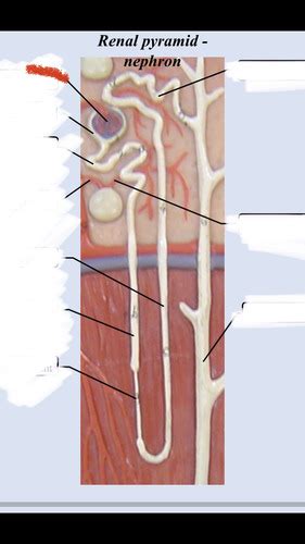 Bio 142 Lab 9 Urinary Models Nephron Flashcards Quizlet