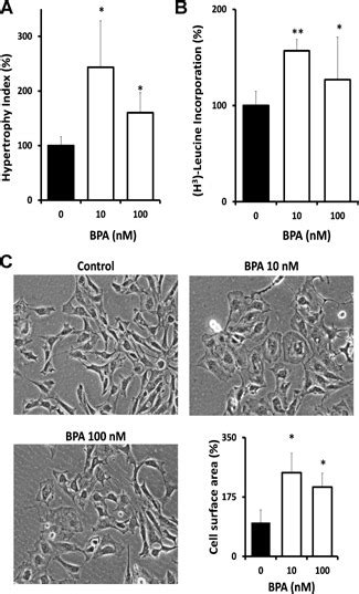 Bpa Induces Podocyte Hypertrophy A Hypertrophy Index B Download Scientific Diagram