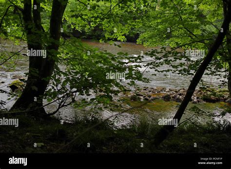 Trees Next To The River Stock Photo Alamy