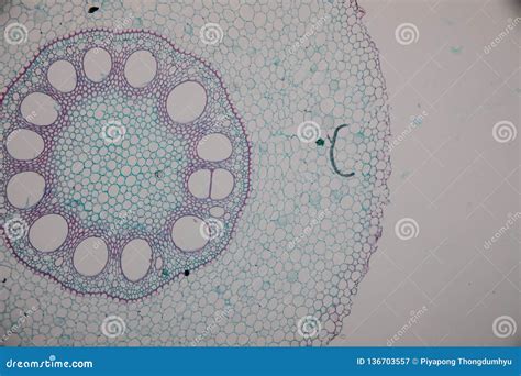 Cross Section Dicot Monocot And Root Of Plant Stem Under The Microscope Stock Image Image Of