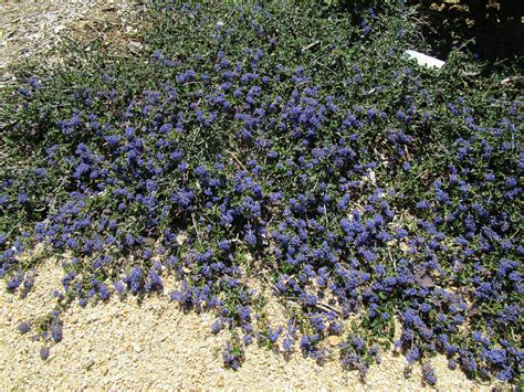 Ceanothus Centennial Linda Vista Native Plants