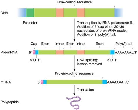 Biological Languages DNA Vs RNA ZeClinics CRO