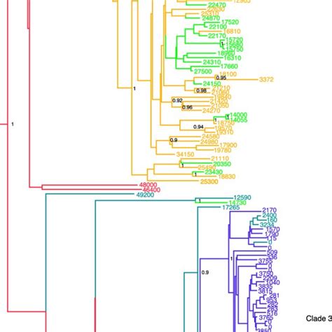 Maximum Clade Credibility Tree Summarized From The Geospatial Bayesian
