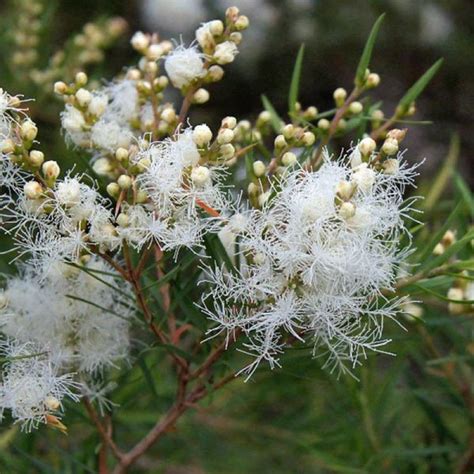Melaleuca Linariifolia Snow In Summer Buy Australian Seed