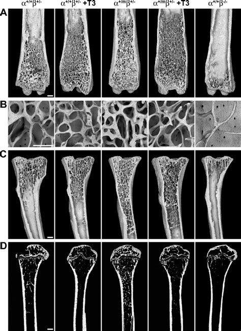 Bone Structure In Untreated And T 3 Treated Tr1 And Tr1 M Mice