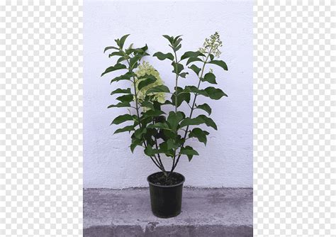 나무 화분 관목 상록가 막 살 나무속 나무 상록수 화분 Png Pngegg