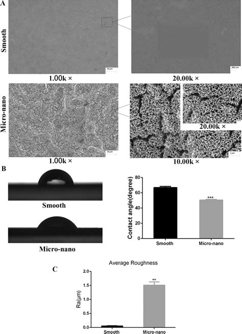 Characterization Of Material Surface A Scanning Electron Of Surface Download Scientific