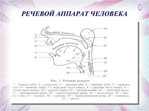 Классификация гласных и согласных звуков русского языка презентация онлайн