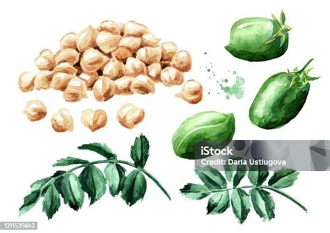 병아리 콩 녹색 포드 완두콩과 잎 세트 흰색 배경에 격리 된 손으로 그린 수채화 그림 병아리 콩에 대한 스톡 벡터 아트 및 기타 이미지 병아리 콩 수채화
