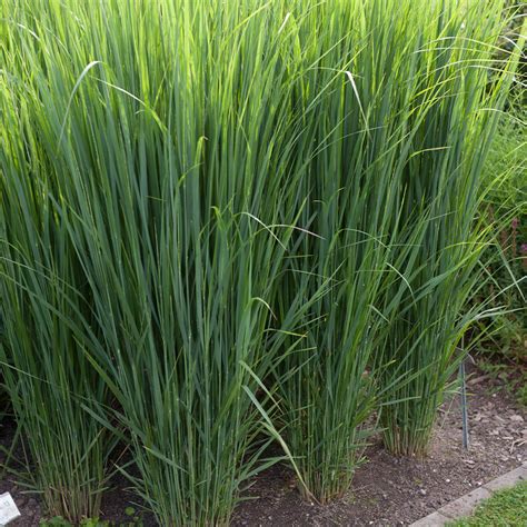 Shop Panicum Virgatum Northwind J Parkers