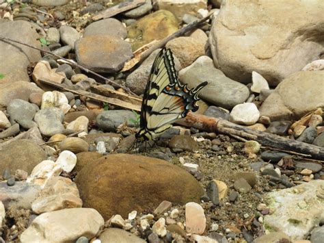 Un Papillon Jaune Et Noir Assis Sur Des Rochers Photo Photo Jaspe