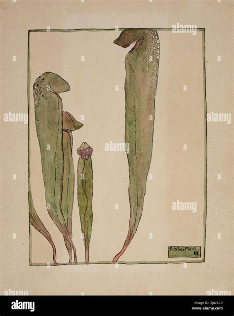 Pitcher Plant Hannah Borger Overbeck United States 1870 1931