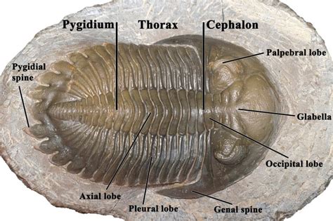 Trilobite Fossil Diagram