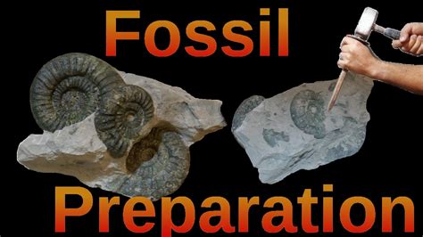 Limestone From Gräfenberg Jurassic Amonite Preparation Youtube