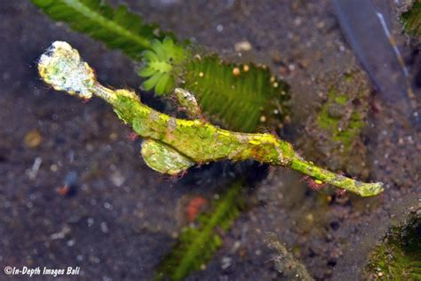 Solenostomus Halimeda Bali Indonesia