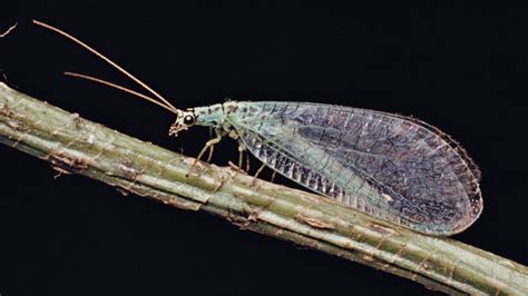 Lacewing Insect Britannica